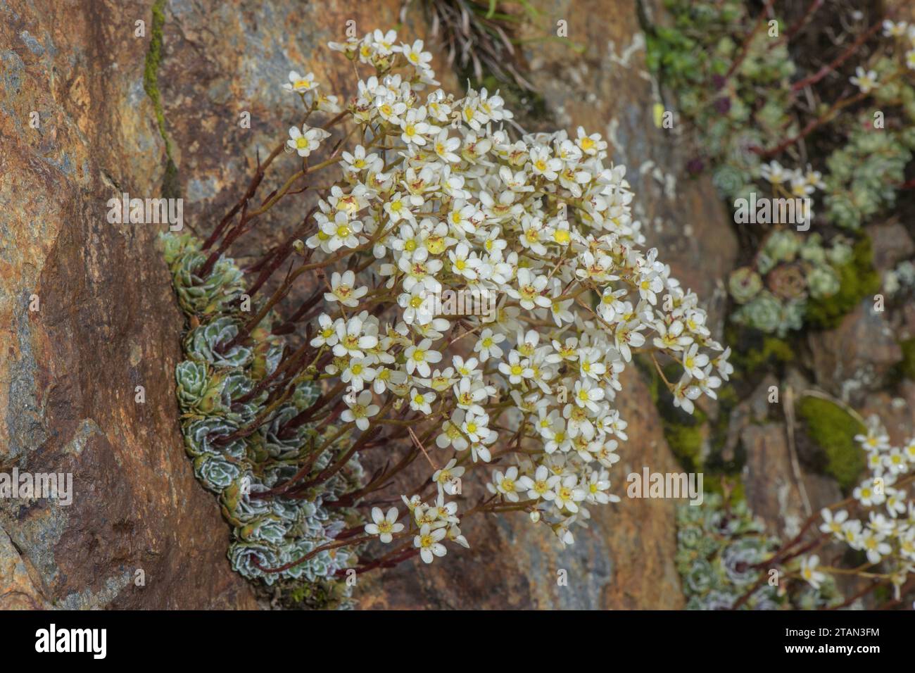 Saxifrage saxifraga paniculata hi-res stock photography and images - Alamy