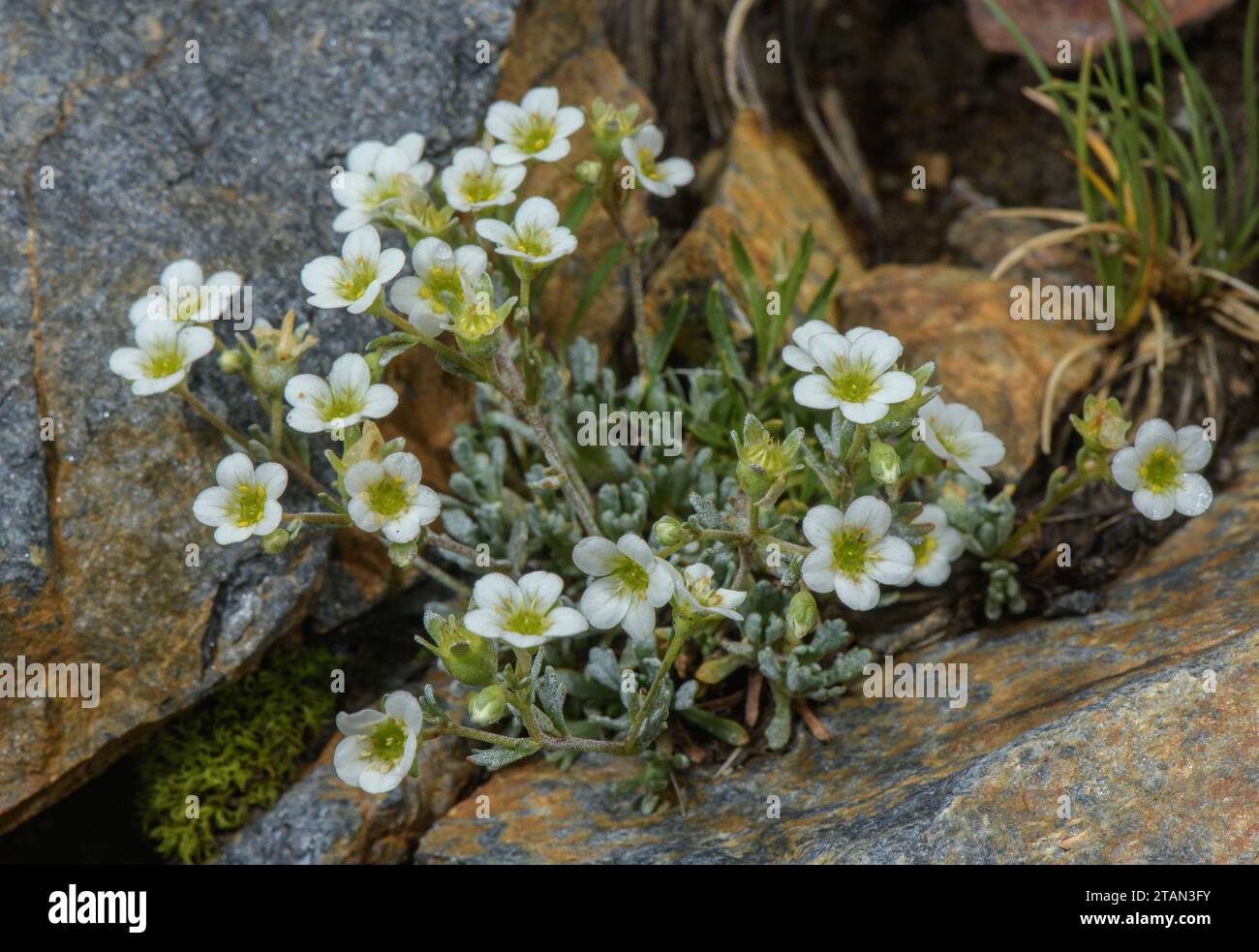 A rare endemic high-altitude Saxifrage, Saxifraga pubescens ssp ...