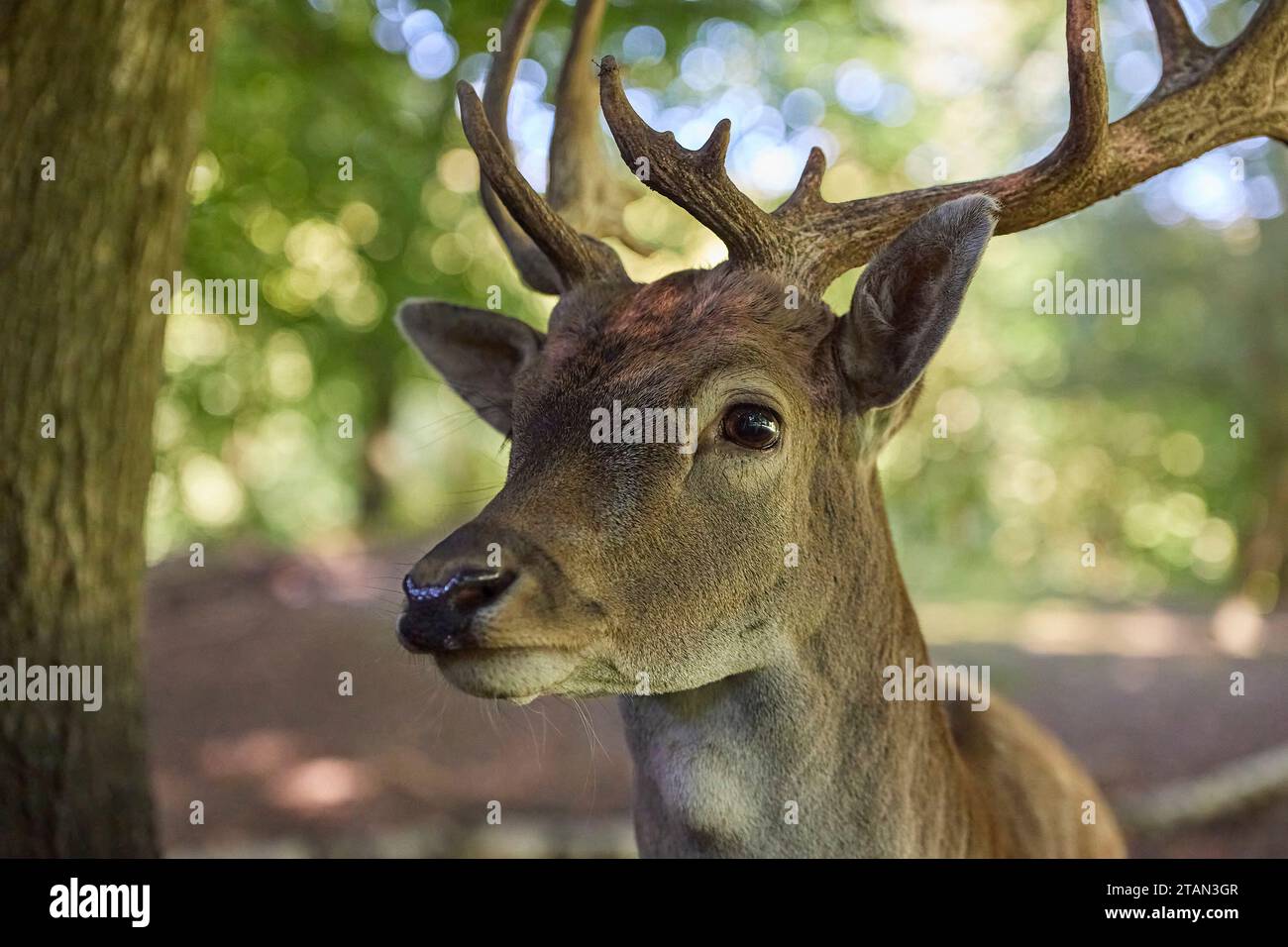 Deer close-up in the evening forest in Denmark Stock Photo - Alamy