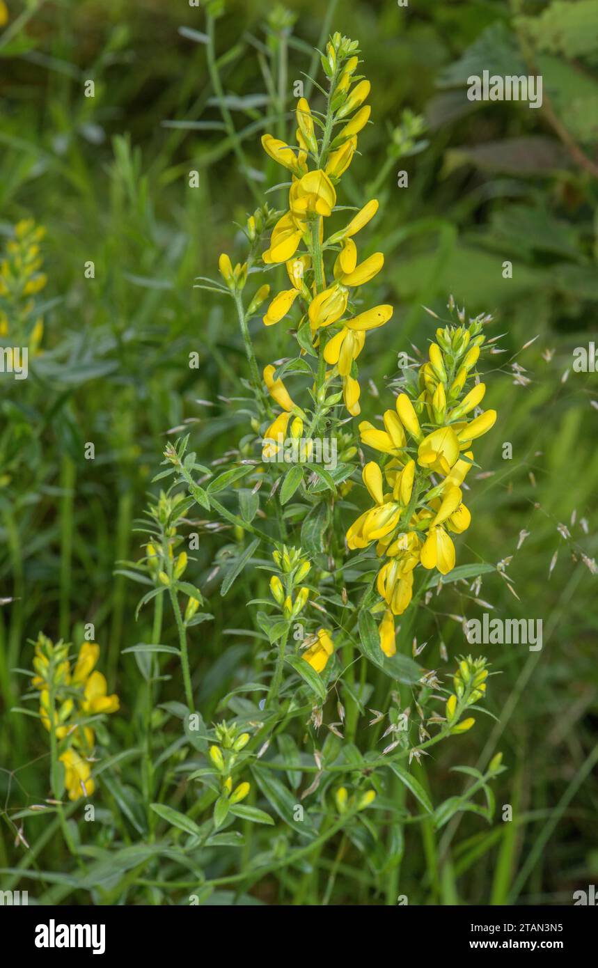 Dyers greenweed hi-res stock photography and images - Alamy