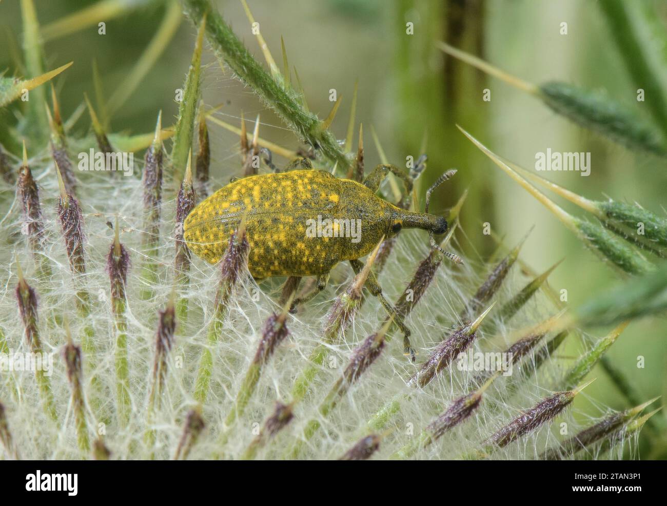 On a woolly thistle hi-res stock photography and images - Alamy