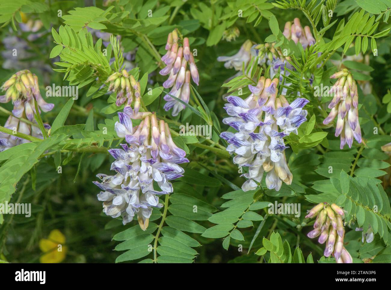 Wood Bitter-vetch, Vicia orobus, in flower in acid upland pasture Stock ...
