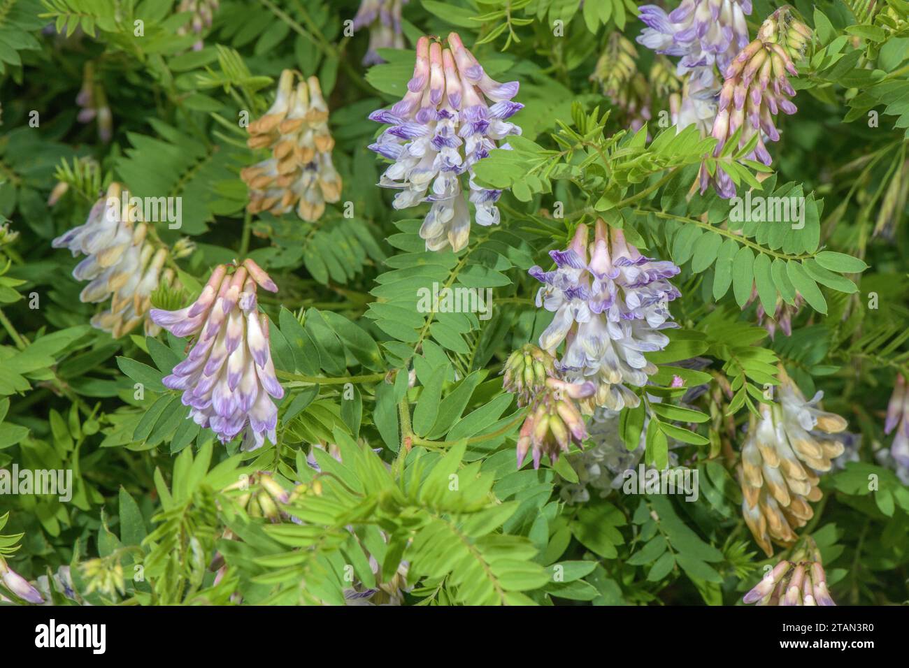 Wood Bitter-vetch, Vicia orobus, in flower in acid upland pasture Stock ...
