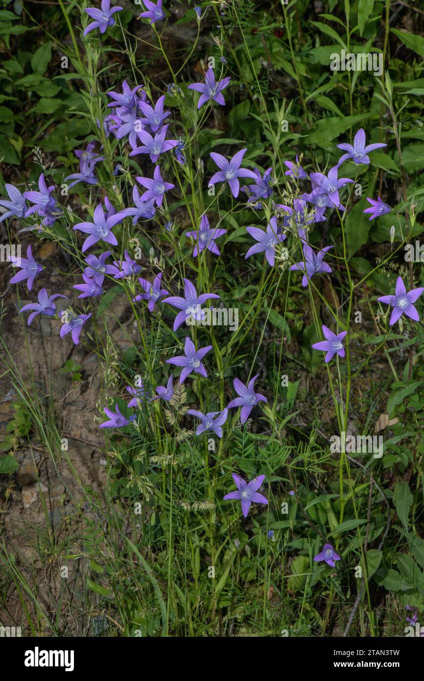 On spreading bellflower campanula patula hi-res stock photography and ...