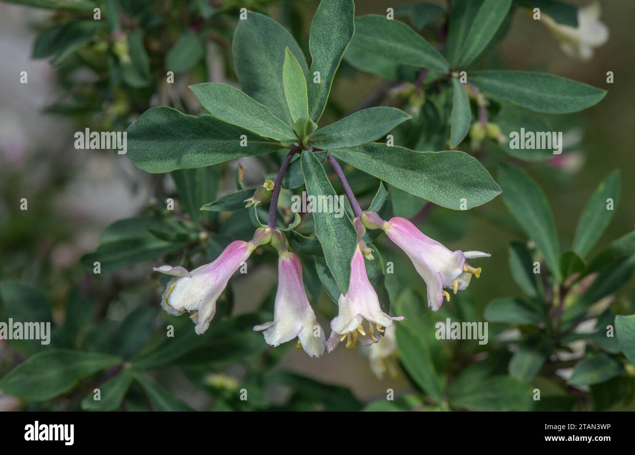 Pyrenean Honeysuckle, Lonicera pyrenaica in flower in the Pyrenees ...
