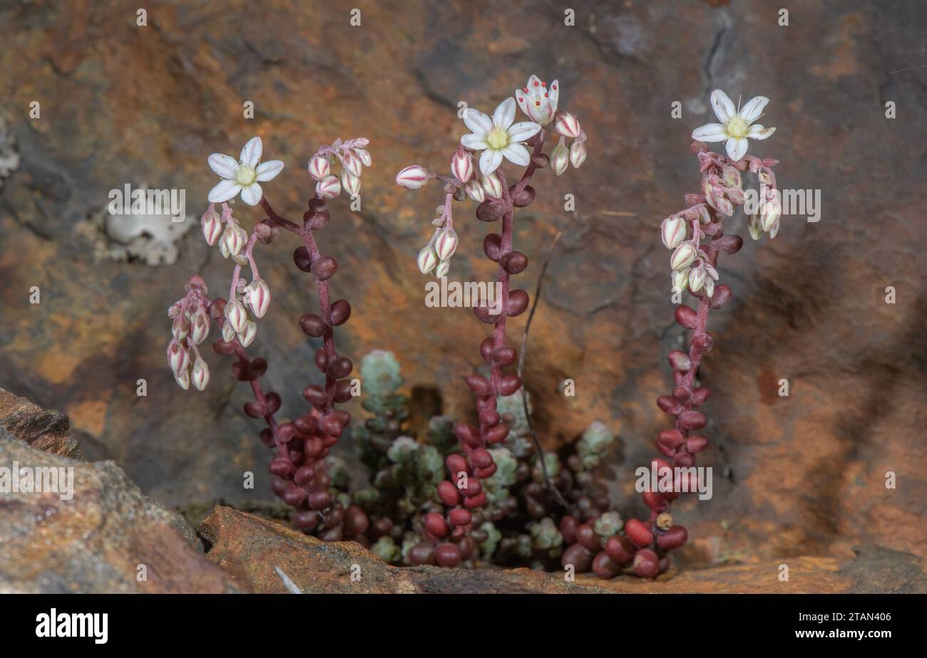 Short-leaved Stonecrop, Sedum brevifolium growing on a cliff, Andorran ...
