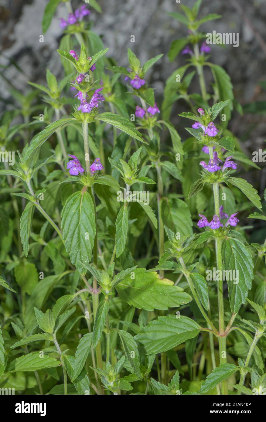 Galeopsis pyrenaica hi-res stock photography and images - Alamy