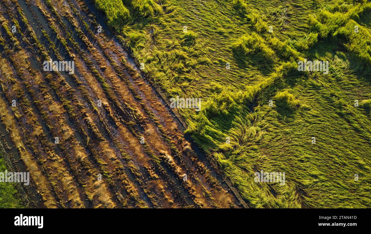 Falling rice in the field. Rice plants fallen because of strong winds ...