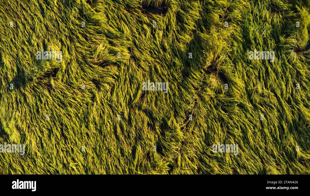 Falling rice in the field. Rice plants fallen because of strong winds ...