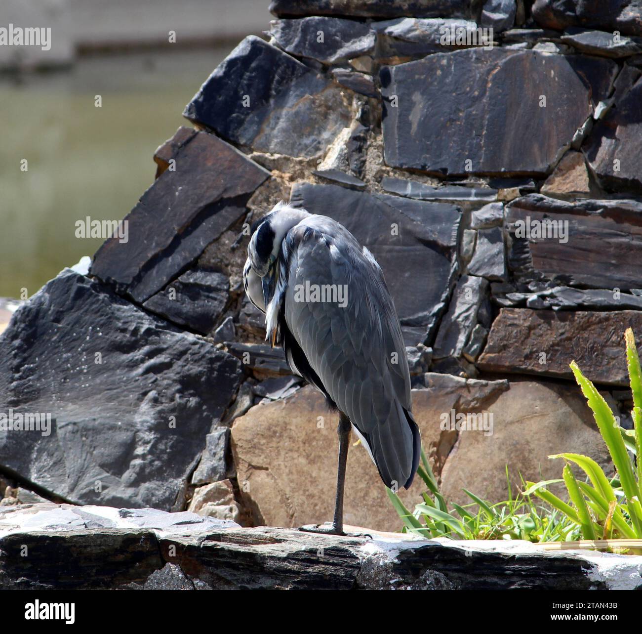 Bennu bird hi-res stock photography and images - Alamy
