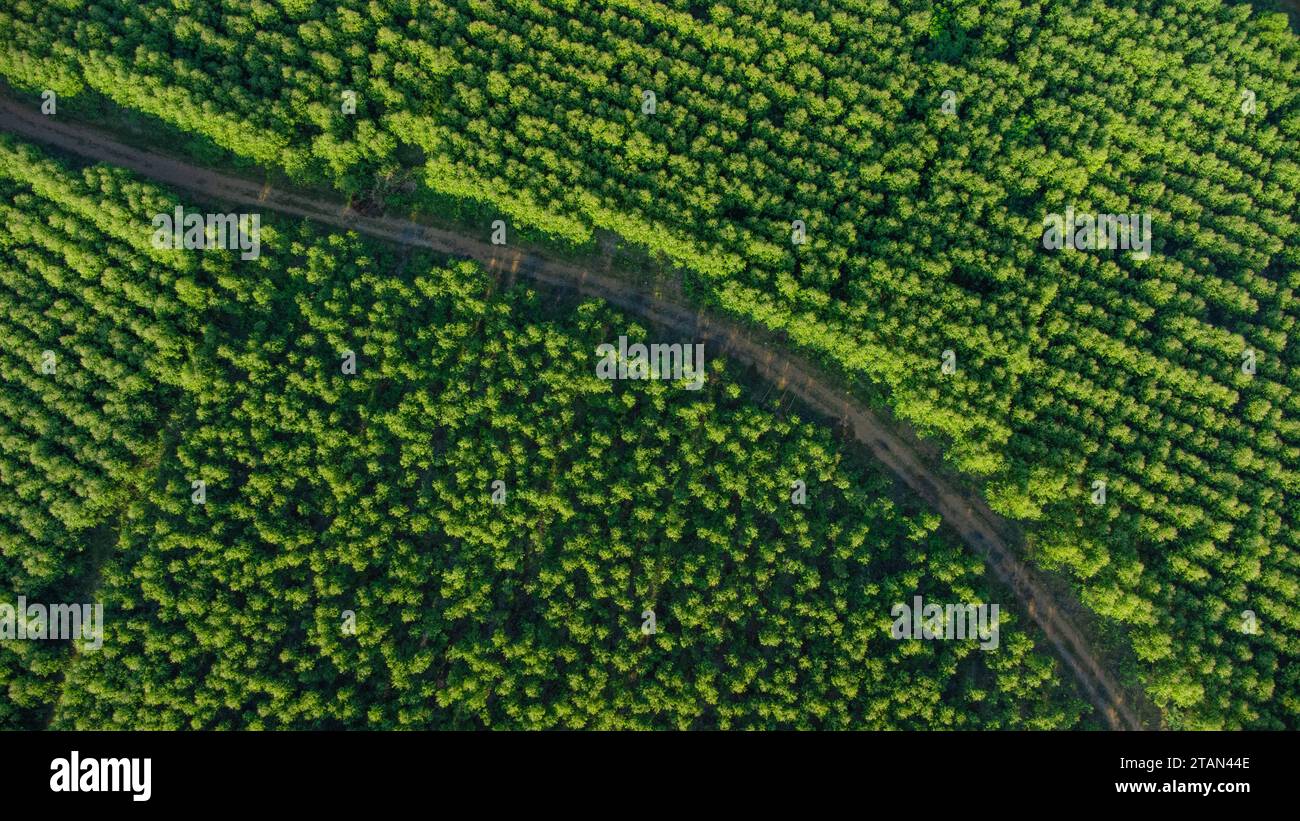 Aerial view of eucalyptus plantation in Thailand. Top view of ...