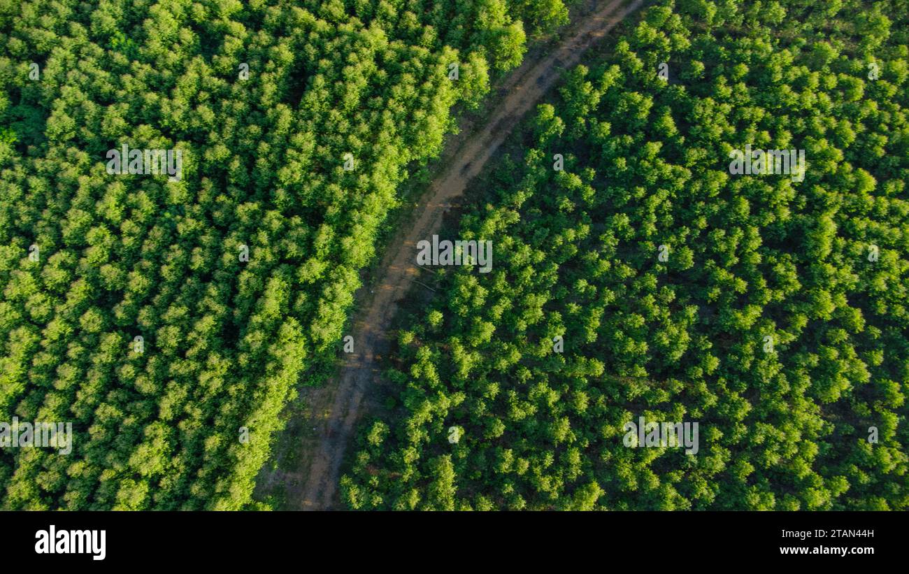 Aerial view of eucalyptus plantation in Thailand. Top view of ...