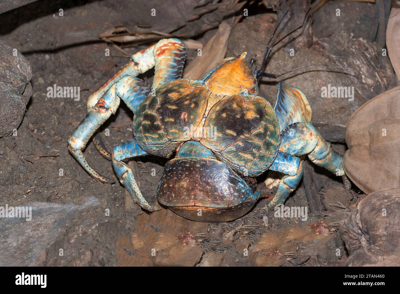 Close-up of a rare blue giant Coconut crab or Robber Crab (Birgus latro ...