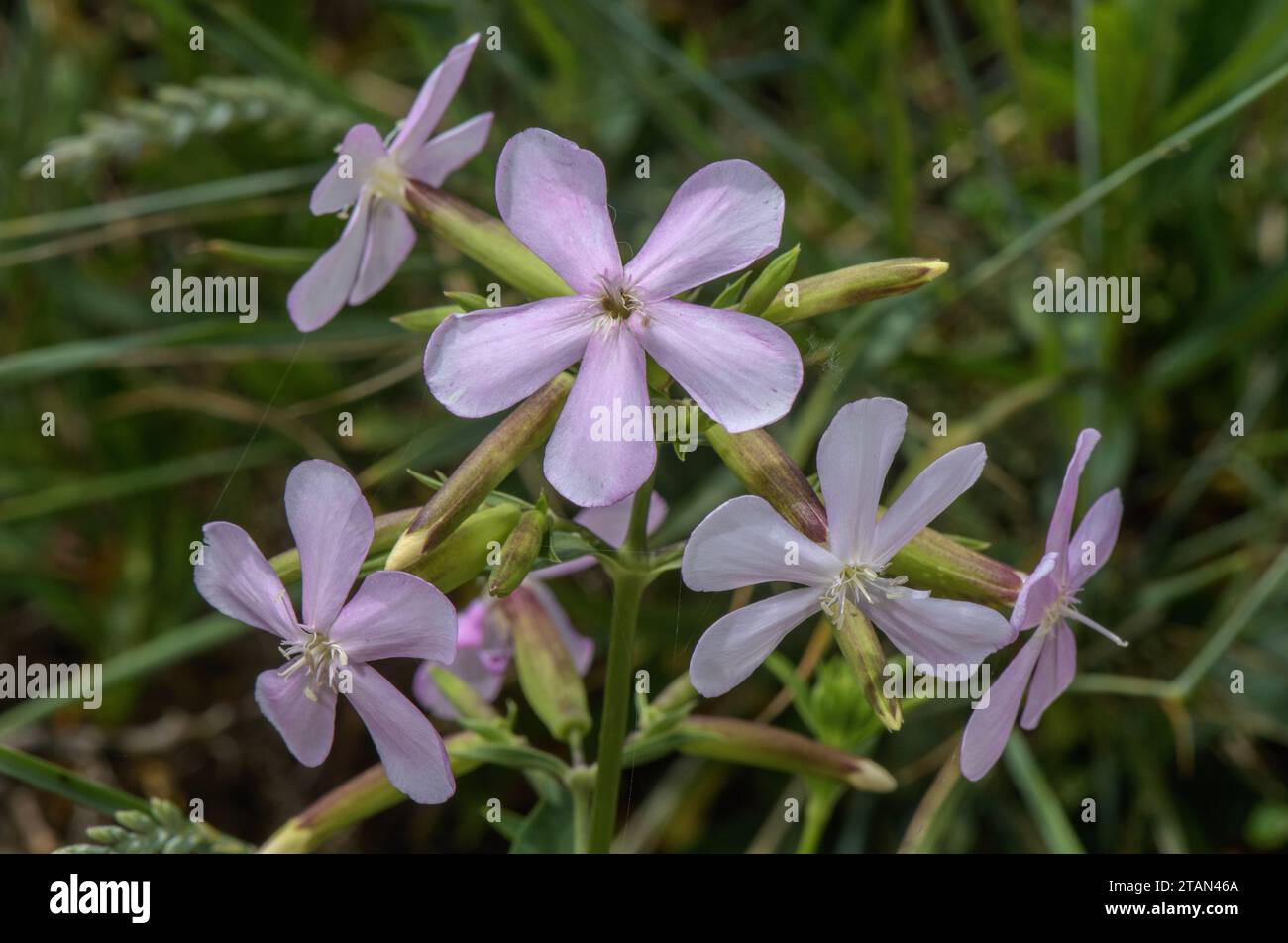 Common soapwort, Saponaria officinalis in flower on roadside bank Stock ...