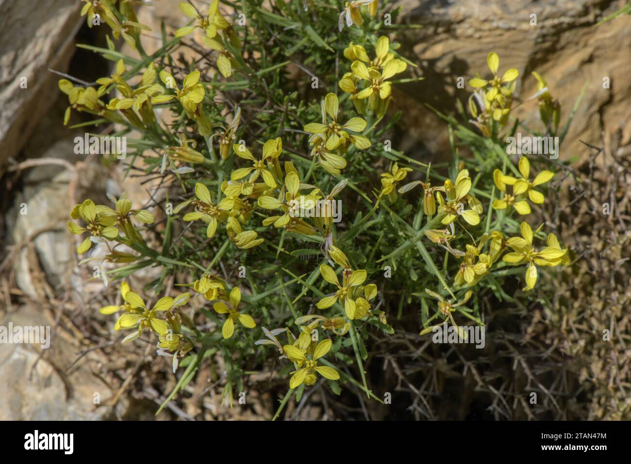 Vella spinosa in flower, from south-east Spain Stock Photo - Alamy