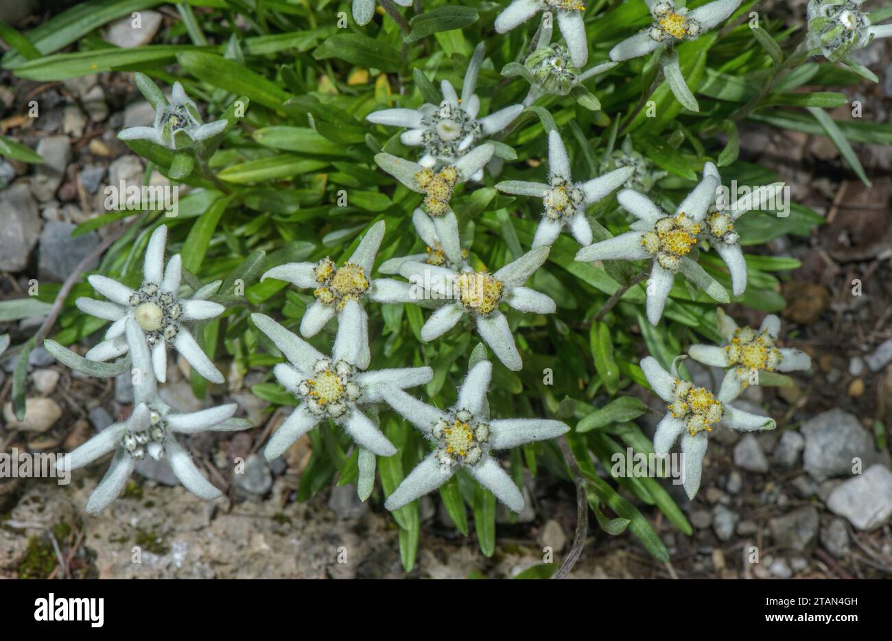Himalaya edelweiss hi-res stock photography and images - Alamy