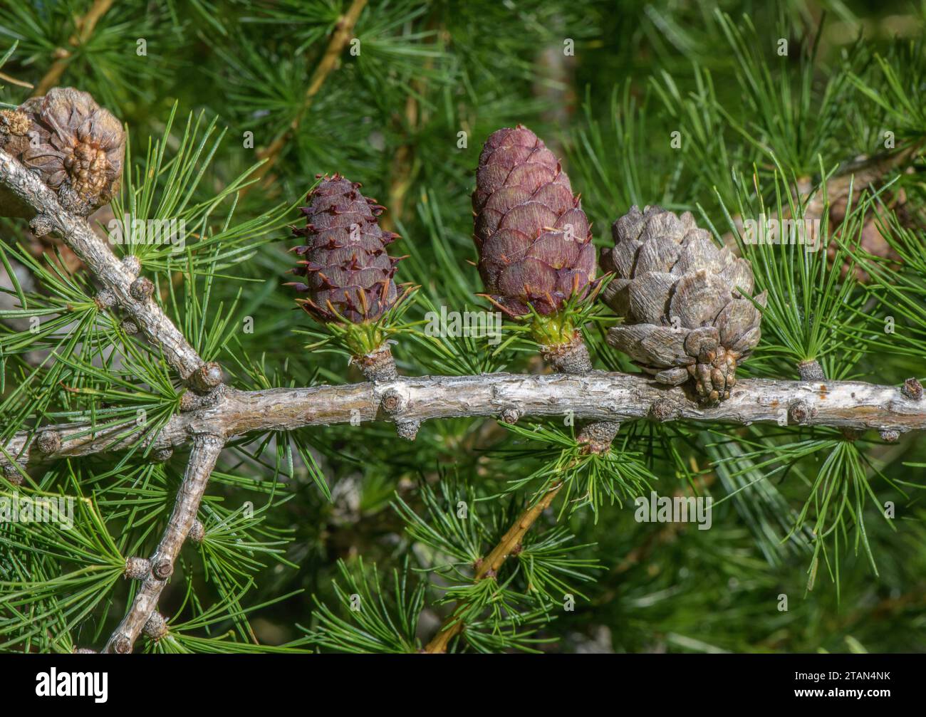 Female cones of European Larch, Larix decidua; both this year's and ...
