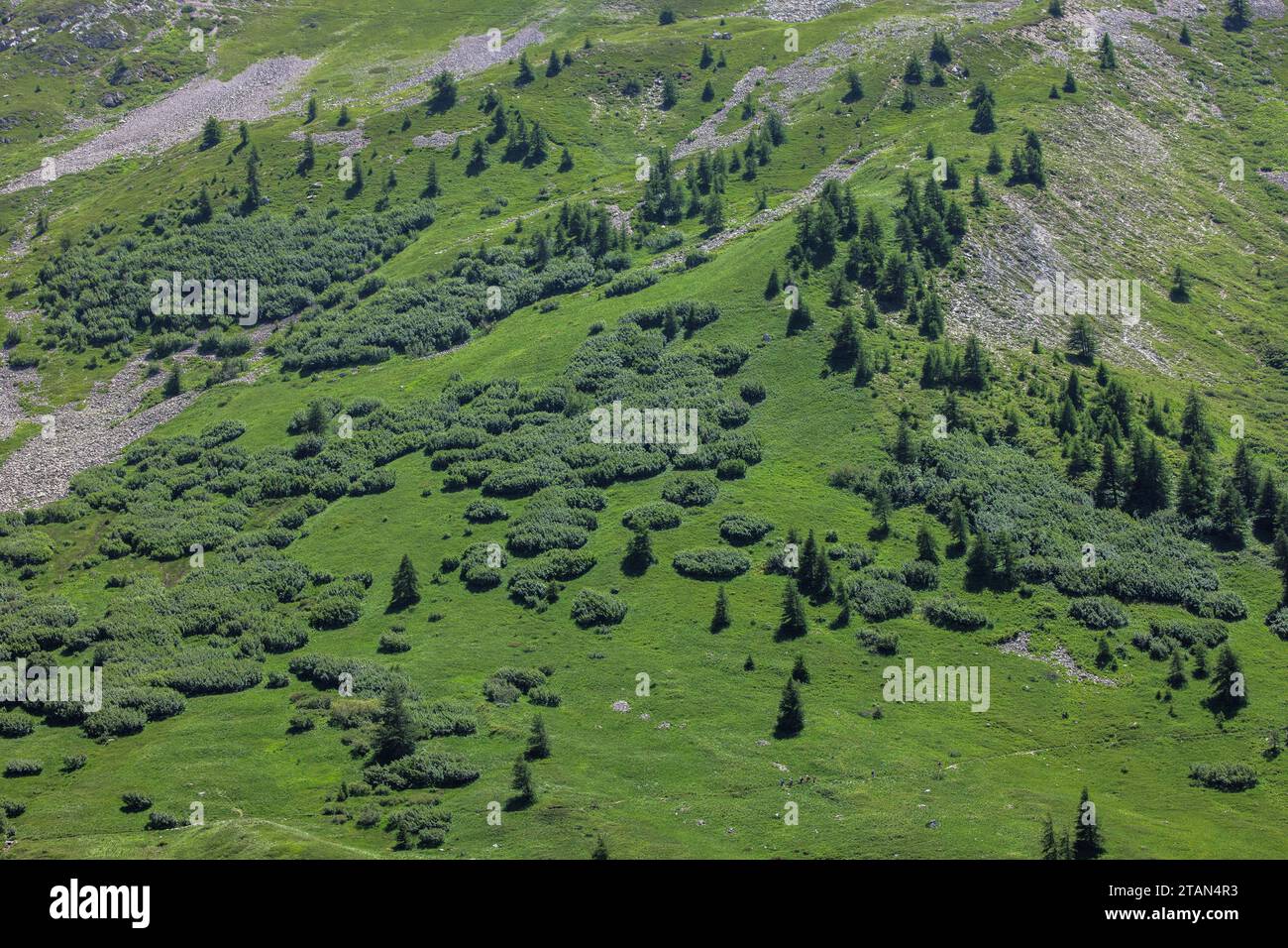 View at about 2200m on the Col du Lautaret, showing the tree-line in ...