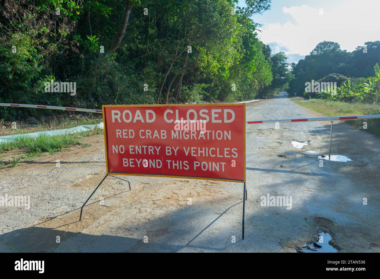 Road closed sign during the Red Crabs (Gecarcoidea natalis) migration ...
