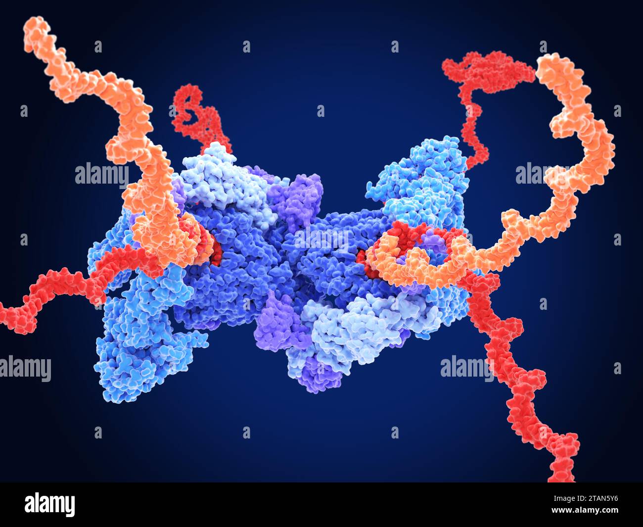 Sars cov replication transcription hi-res stock photography and images ...