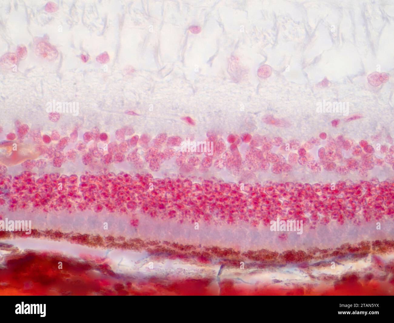 Retina section micrograph hi-res stock photography and images - Alamy