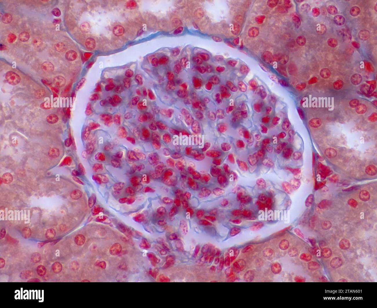 Human kidney, light micrograph Stock Photo - Alamy