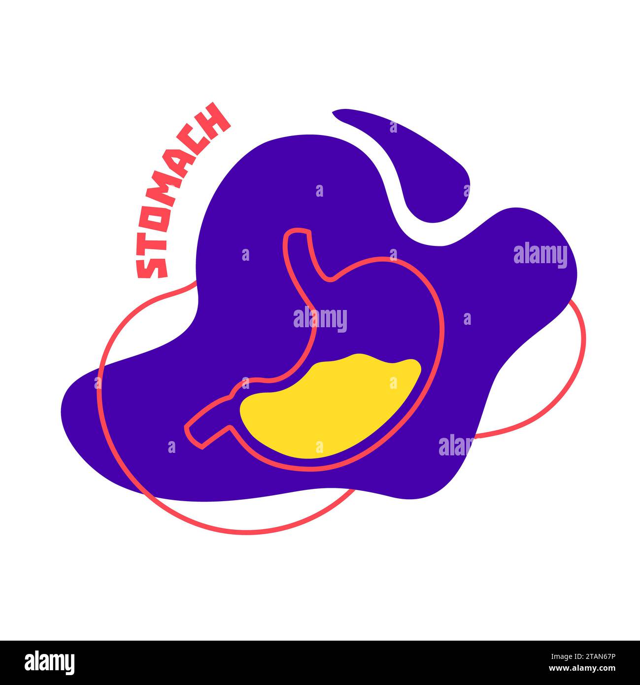 Human stomach internal organ hi-res stock photography and images - Alamy