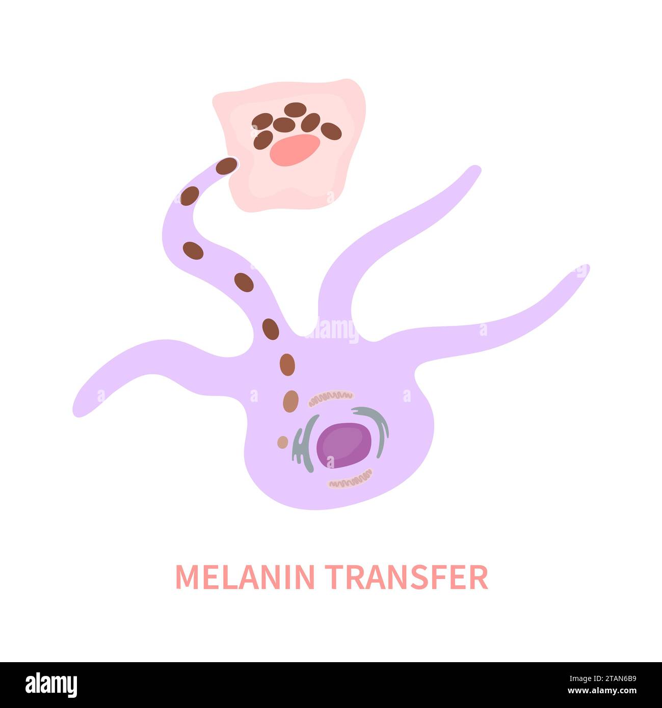 Melanin transfer, conceptual illustration Stock Photo - Alamy