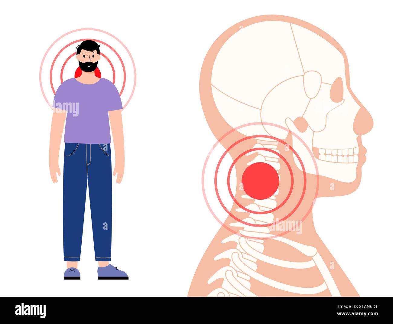 Articulation of the skull hi-res stock photography and images - Alamy