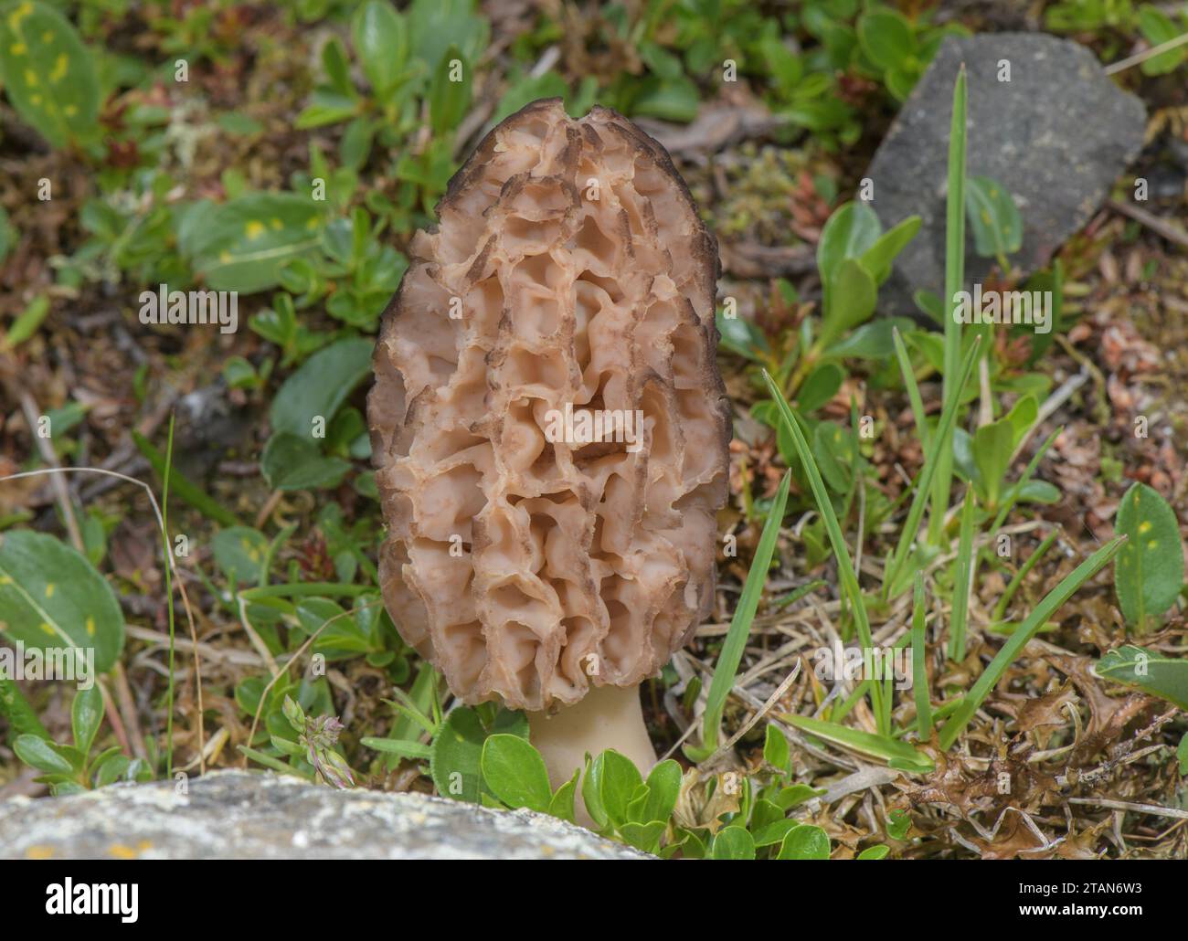 Morel on high grassy ledge in the Dolomites, at about 2400m. Probably ...