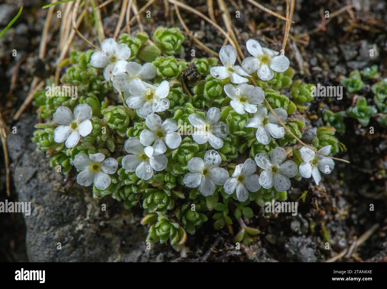 Alpine rock-jasmine, Androsace alpina, in flower in the Dolomites Stock ...