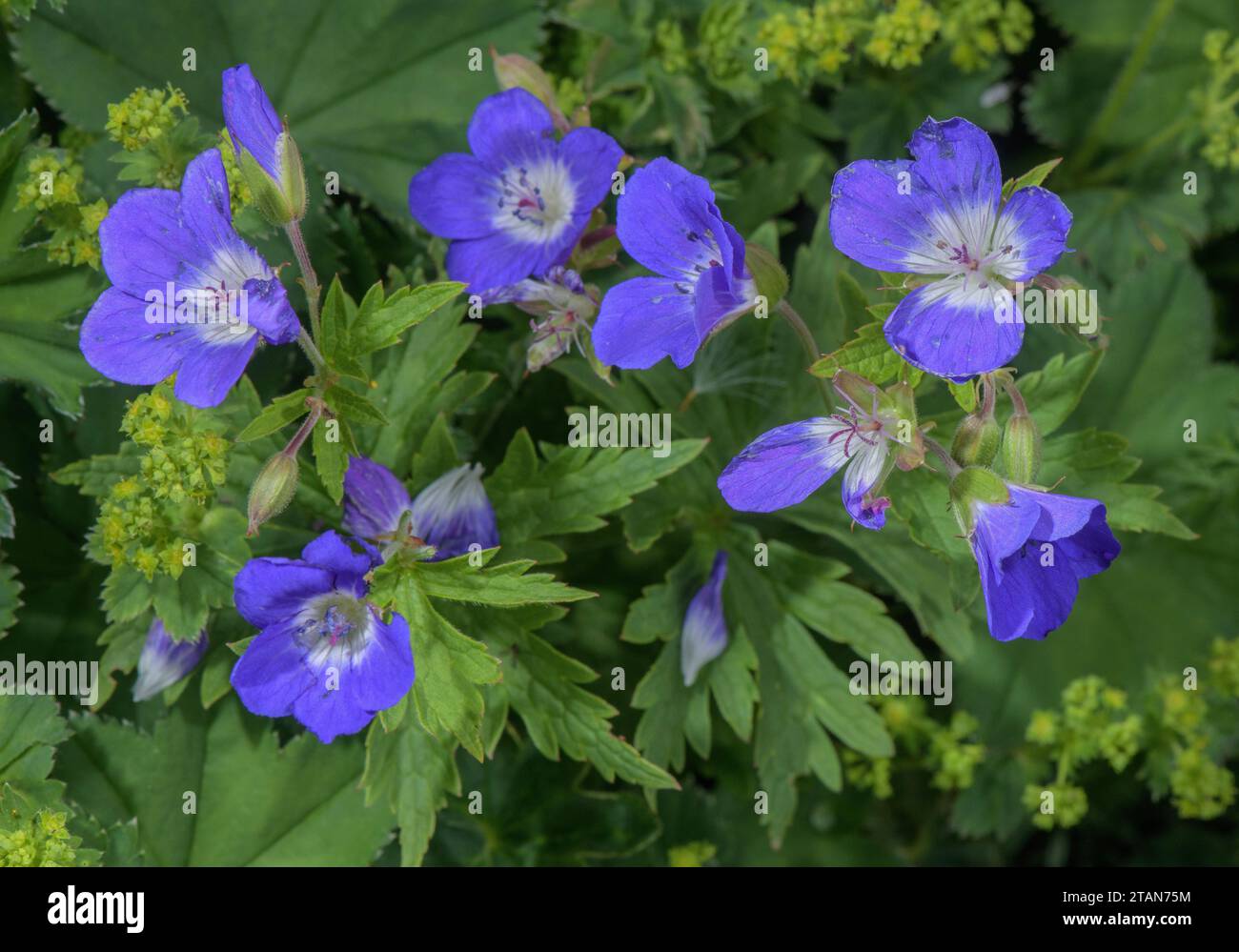 Wood Cranesbill, Geranium sylvaticum, in flower in mountain meadow ...