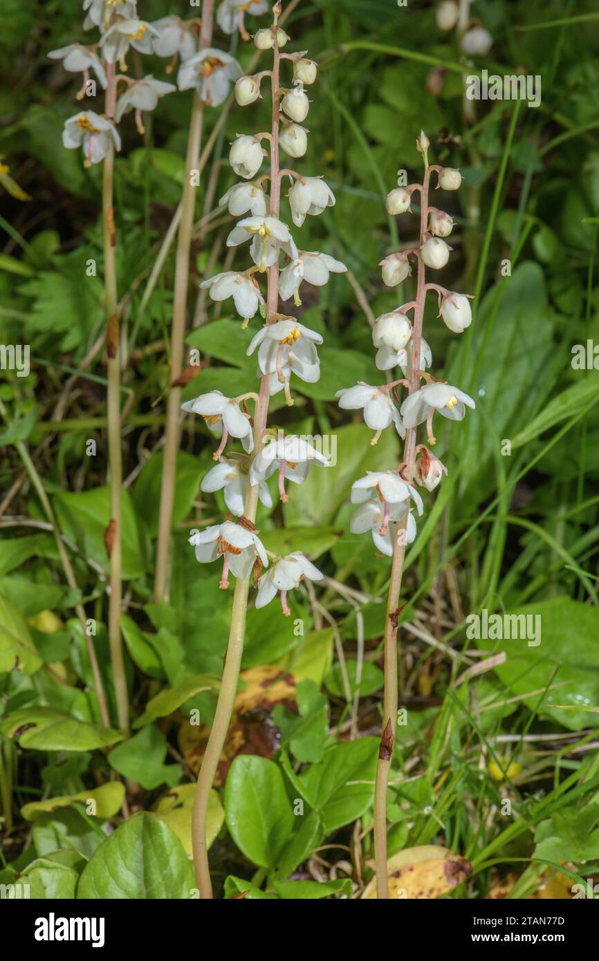Round-leaved Wintergreen, Pyrola rotundifolia in flower in mountain ...