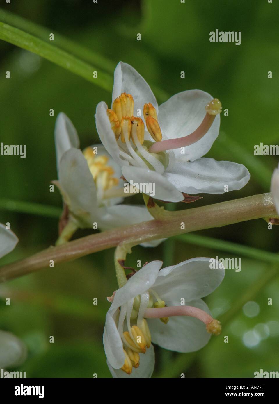 Round-leaved Wintergreen, Pyrola rotundifolia in flower in mountain ...