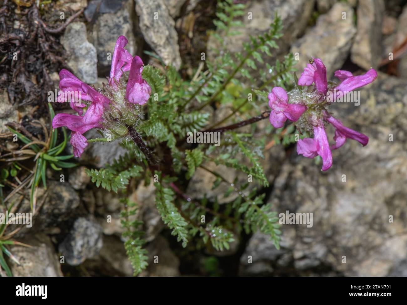 Pink Lousewort, in its eastern Alps form - Pedicularis rosea ssp. rosea ...