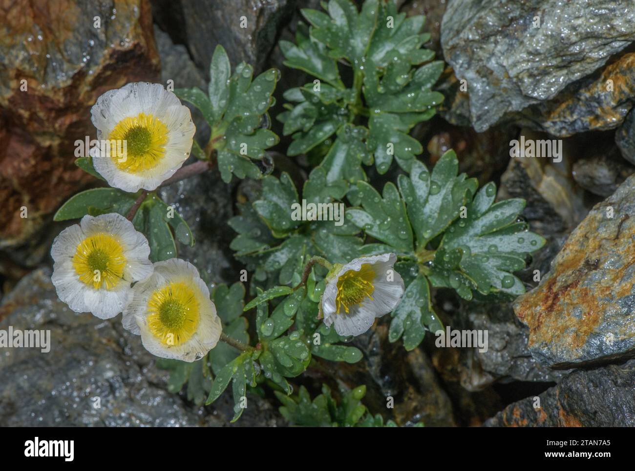 Glacier Crowfoot, Ranunculus glacialis in flower in the rain, at 2500m ...