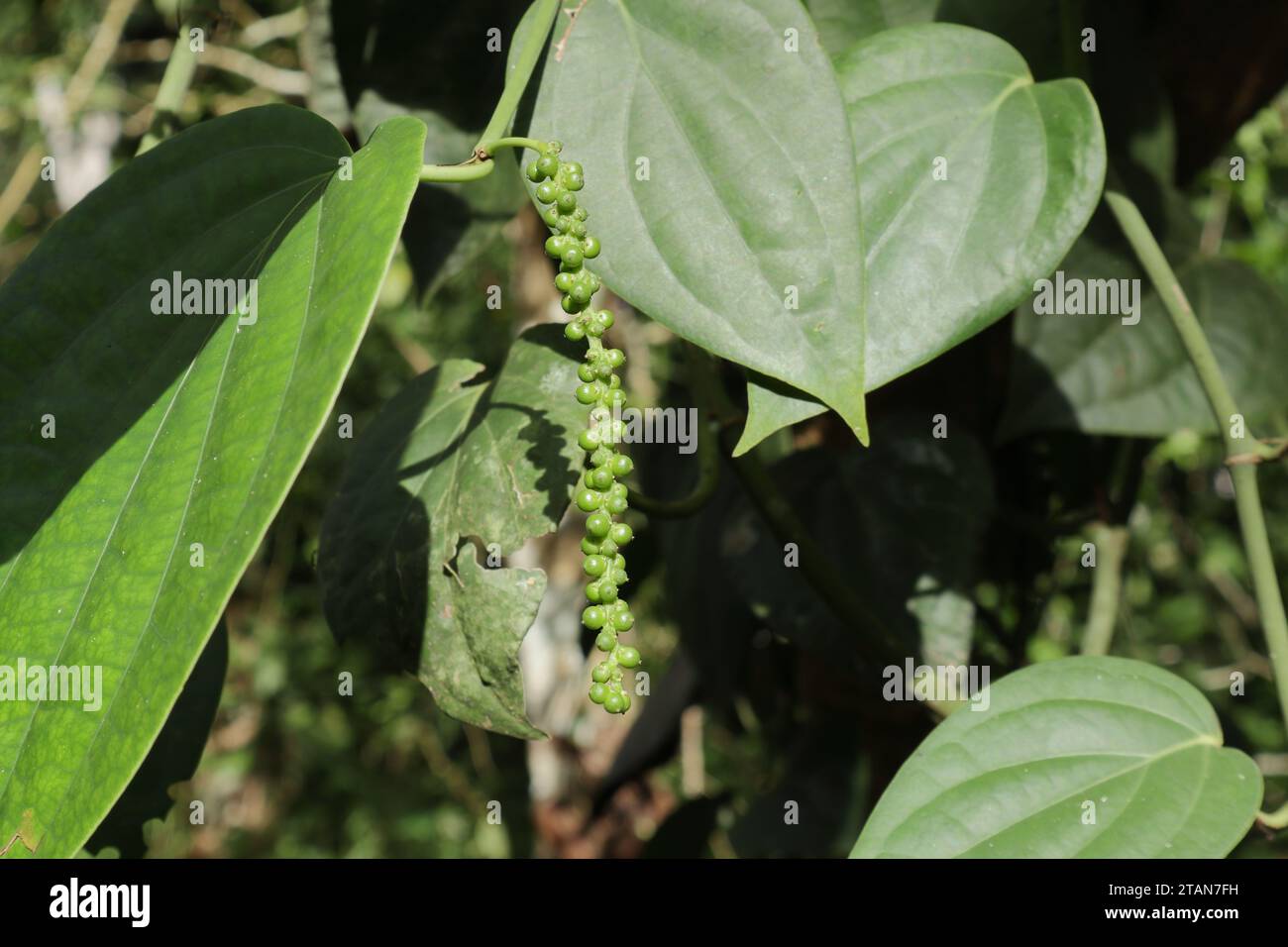 Developing black pepper spike hi-res stock photography and images - Alamy