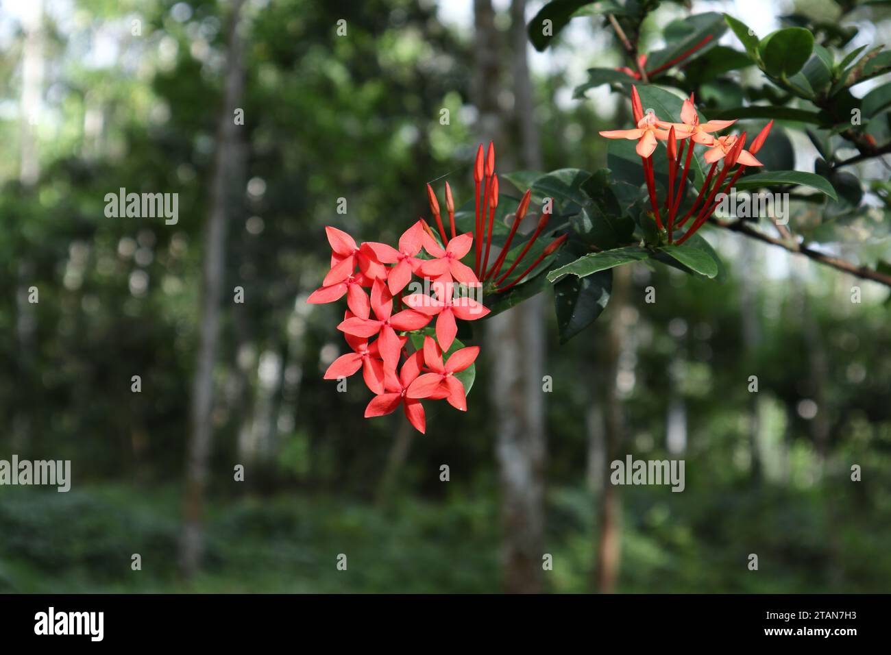 Red flower clusters of a Jungle geranium plant (Ixora coccinea). This ...