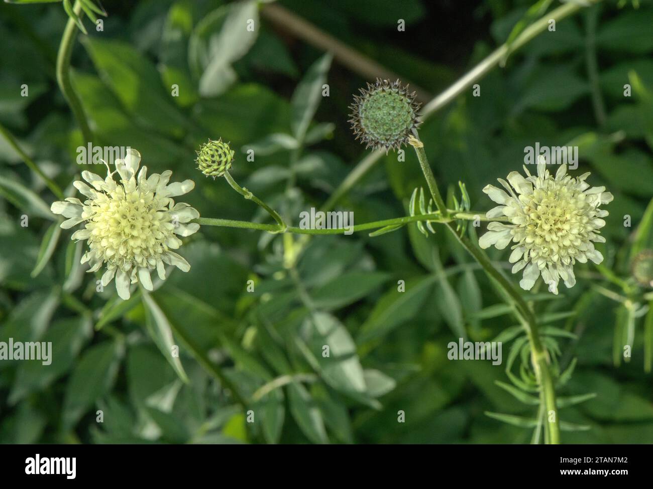 Giant scabious, Cephalaria gigantea in flower, Caucasus Stock Photo - Alamy