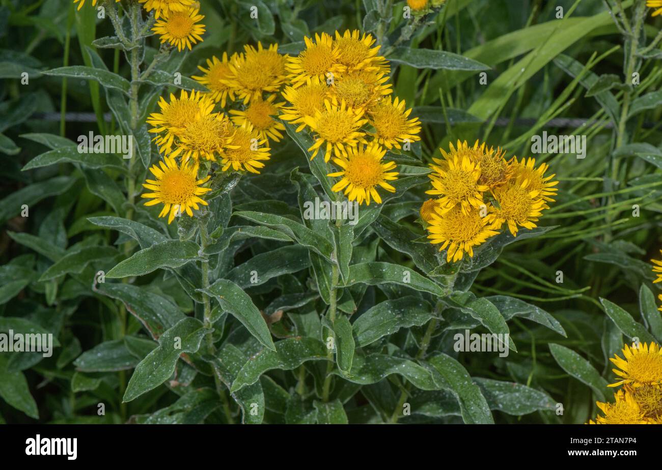 Swiss Elecampane, Inula helvetica, in flower in tall fen vegetation ...