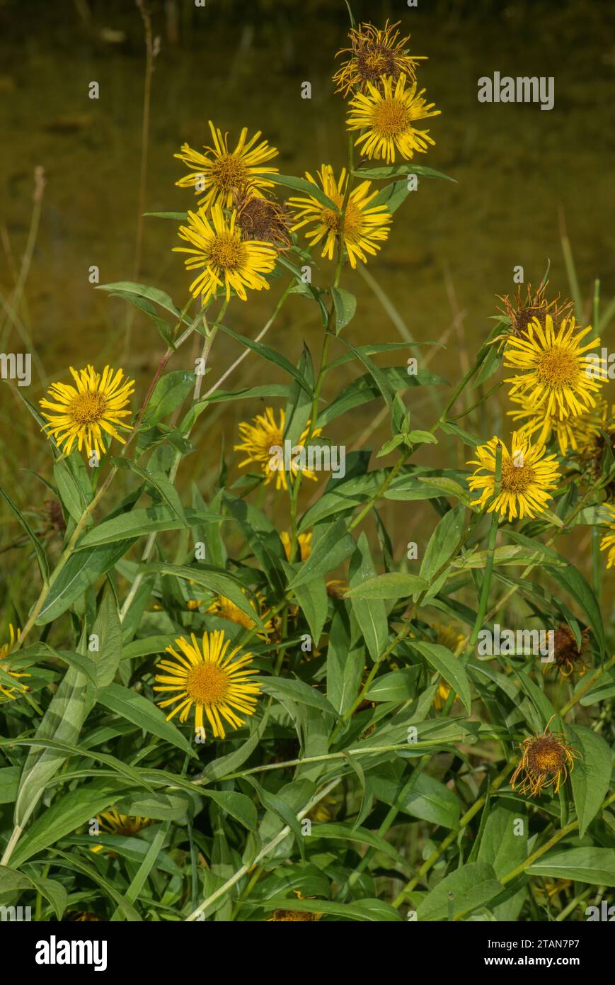 Irish fleabane, Inula salicina, in flower in damp grassland Stock Photo ...