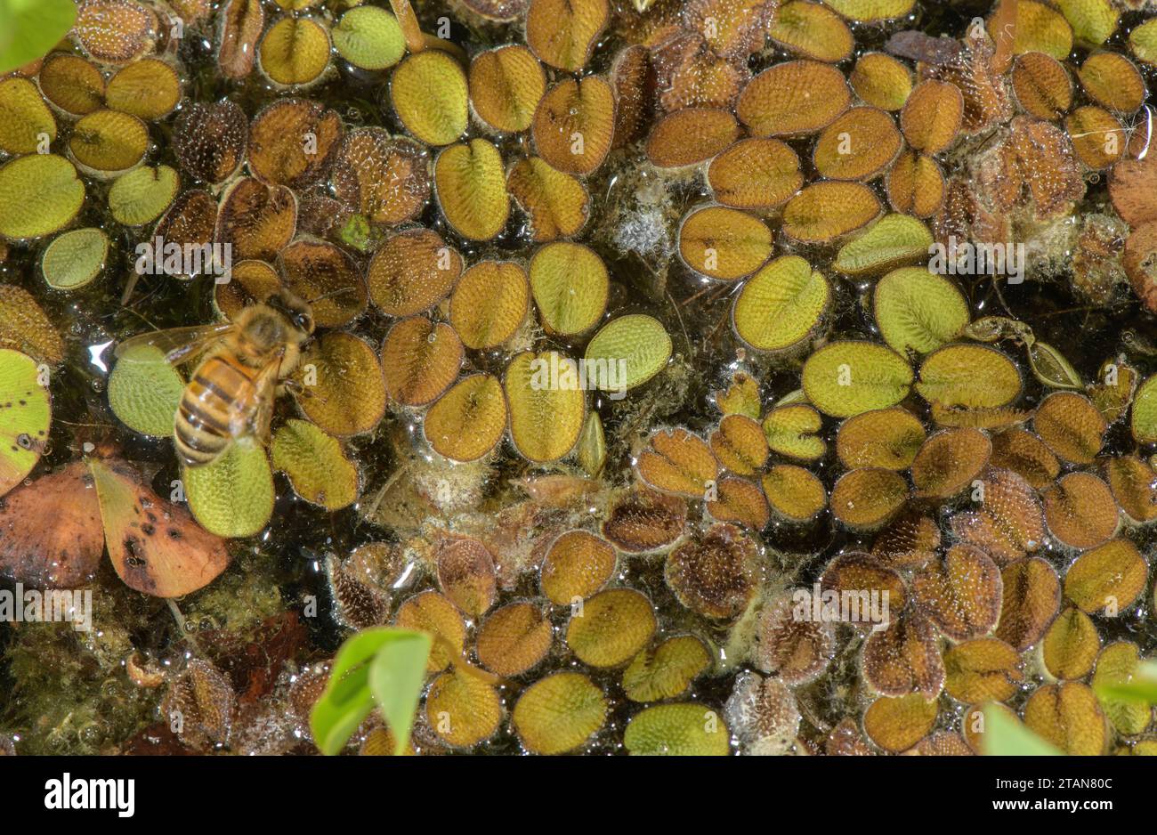 Water spangles, Salvinia minima fern, floating on pond; southern USA ...