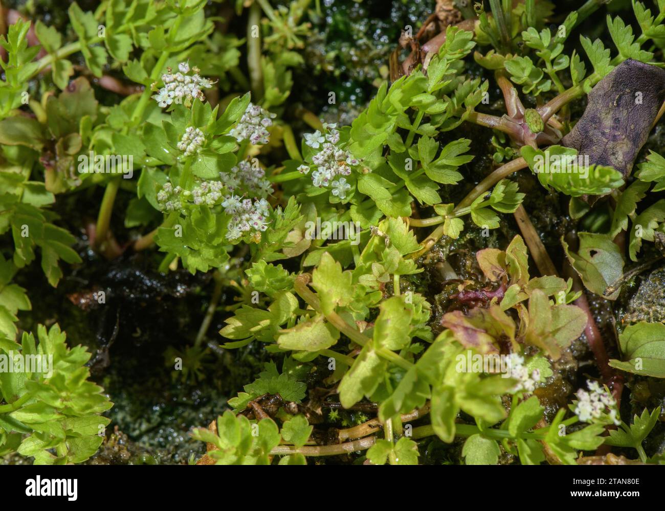 Helosciadium repens hi-res stock photography and images - Alamy