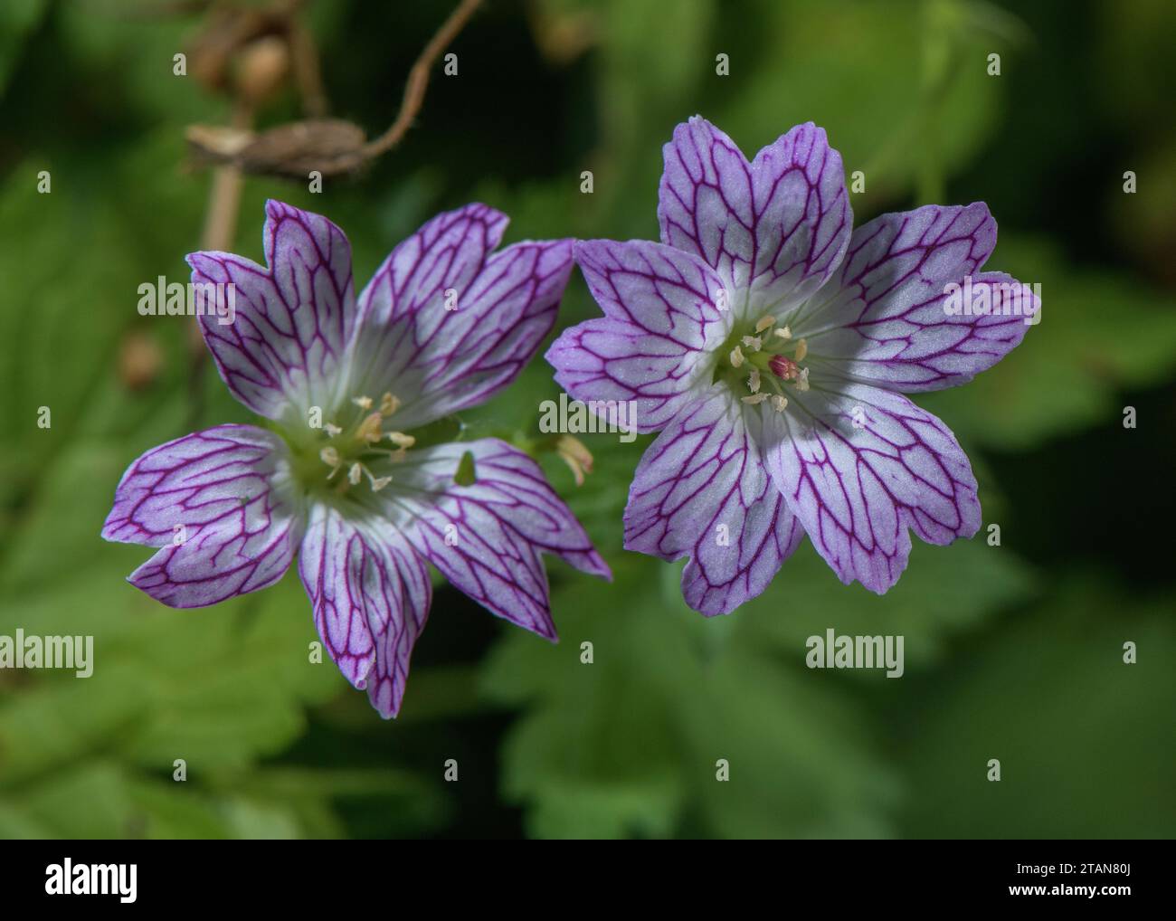 Pencilled Crane’s-bill, Geranium versicolor in flower in light woodland ...