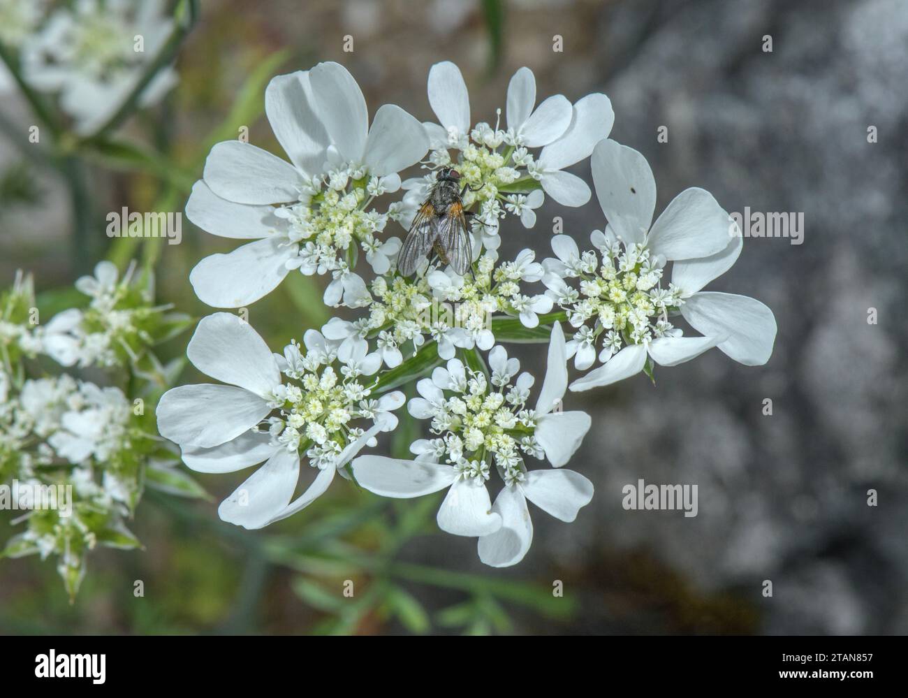 White laceflower, Orlaya grandiflora, in flower; from mediterranean ...