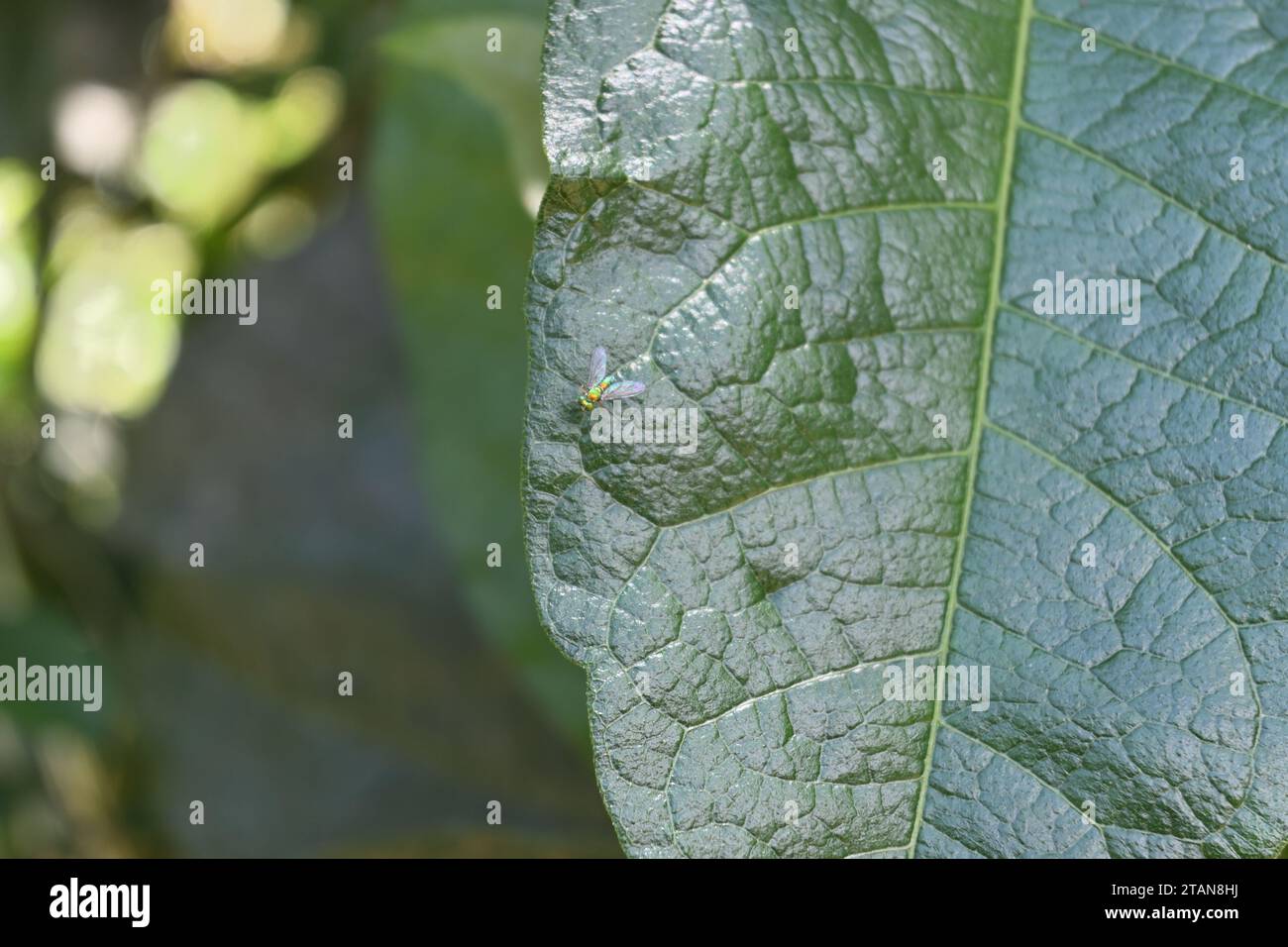 Overhead view of a metallic greenish colored long legged fly sitting on ...