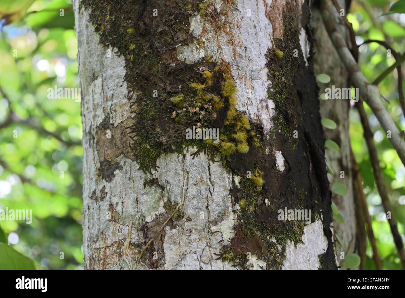 A view of the surface of a mango tree stem with moss and lichens ...