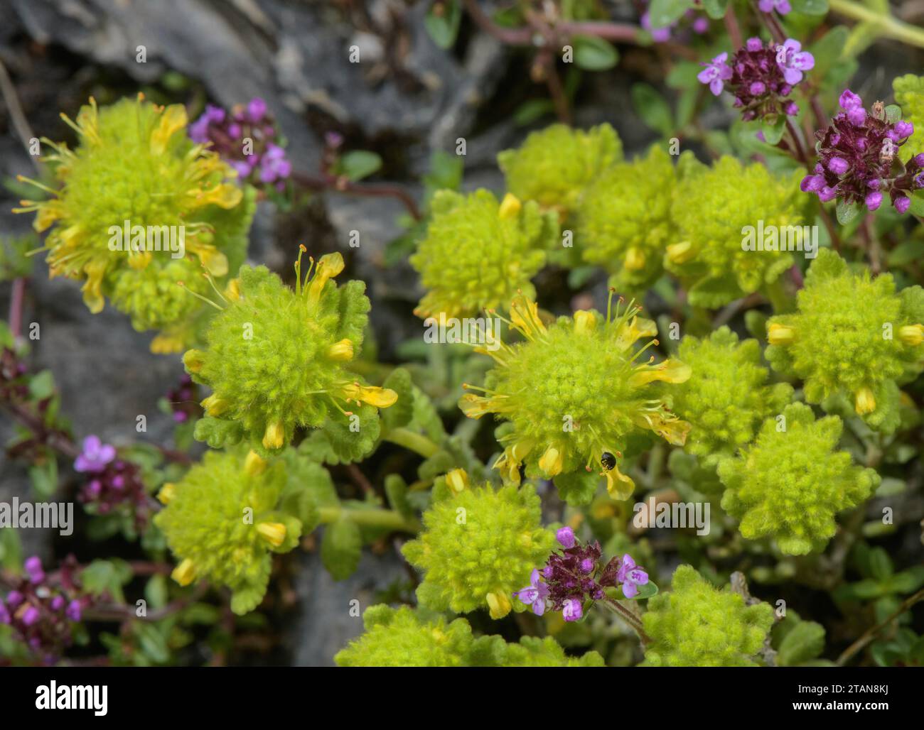 Gold germander hi-res stock photography and images - Alamy