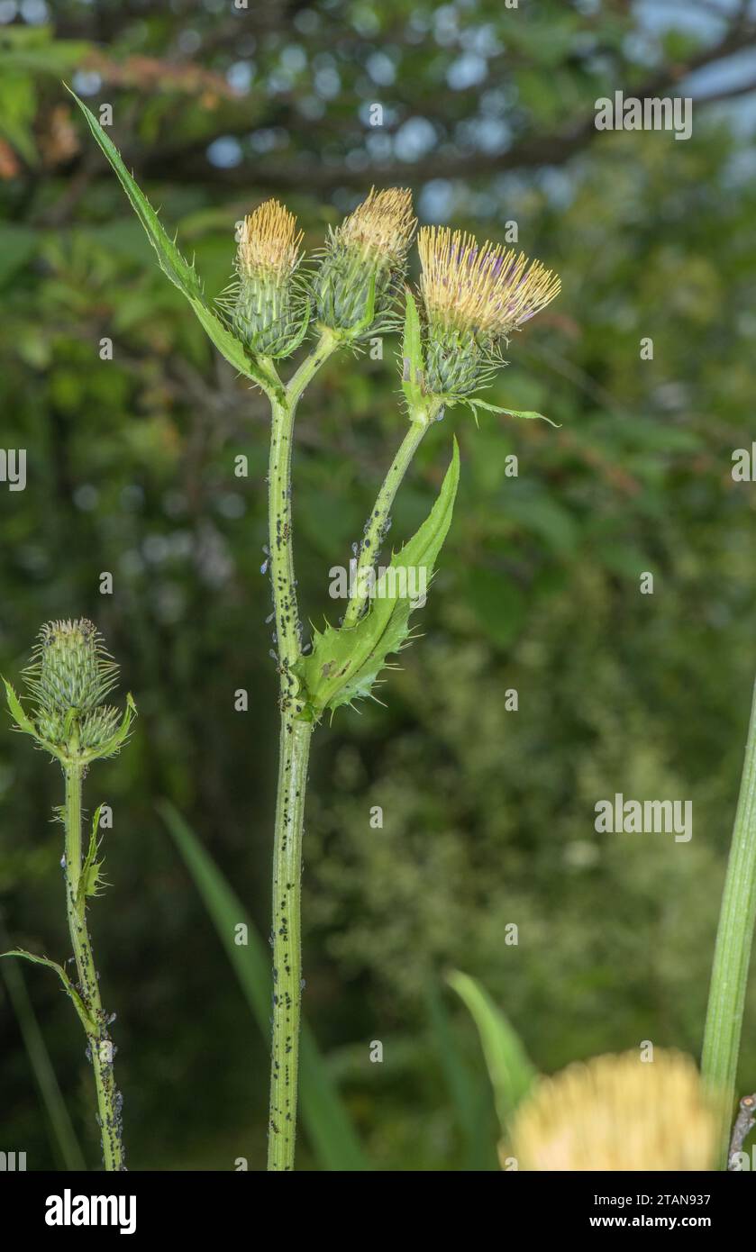 Yellow Melancholy Thistle, Cirsium erisithale in flower in the Swiss ...