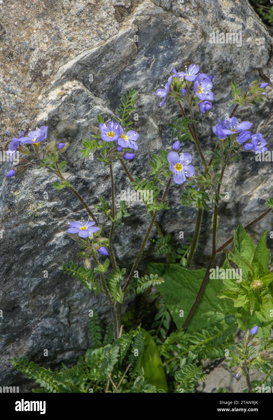 Showy Jacob's-ladder, Polemonium pulcherrimum, in flower in the ...